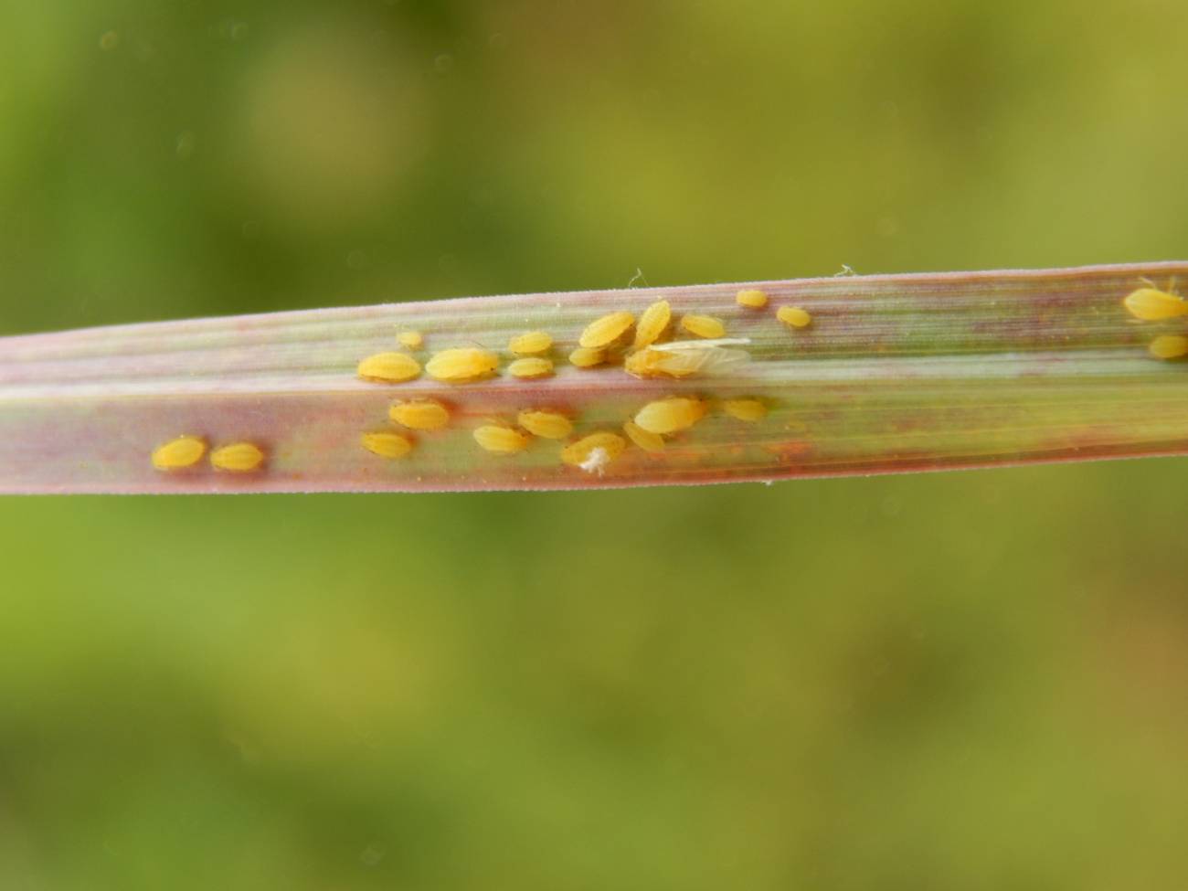 The Yellow Aphid: How to Identify and Eliminate It - AgronoBlog ...