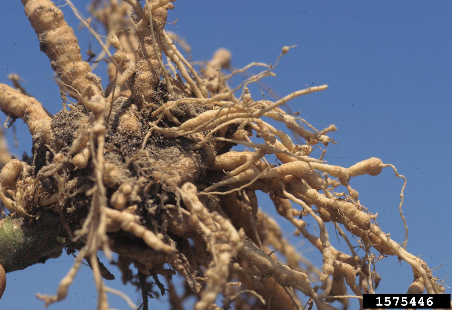 Nematoides em Cultivos: Compreendendo e Controlando Meloidogyne spp ...