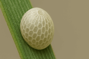 Borer Worm: How to Identify and Stop It Before It Destroys Your Crop ...