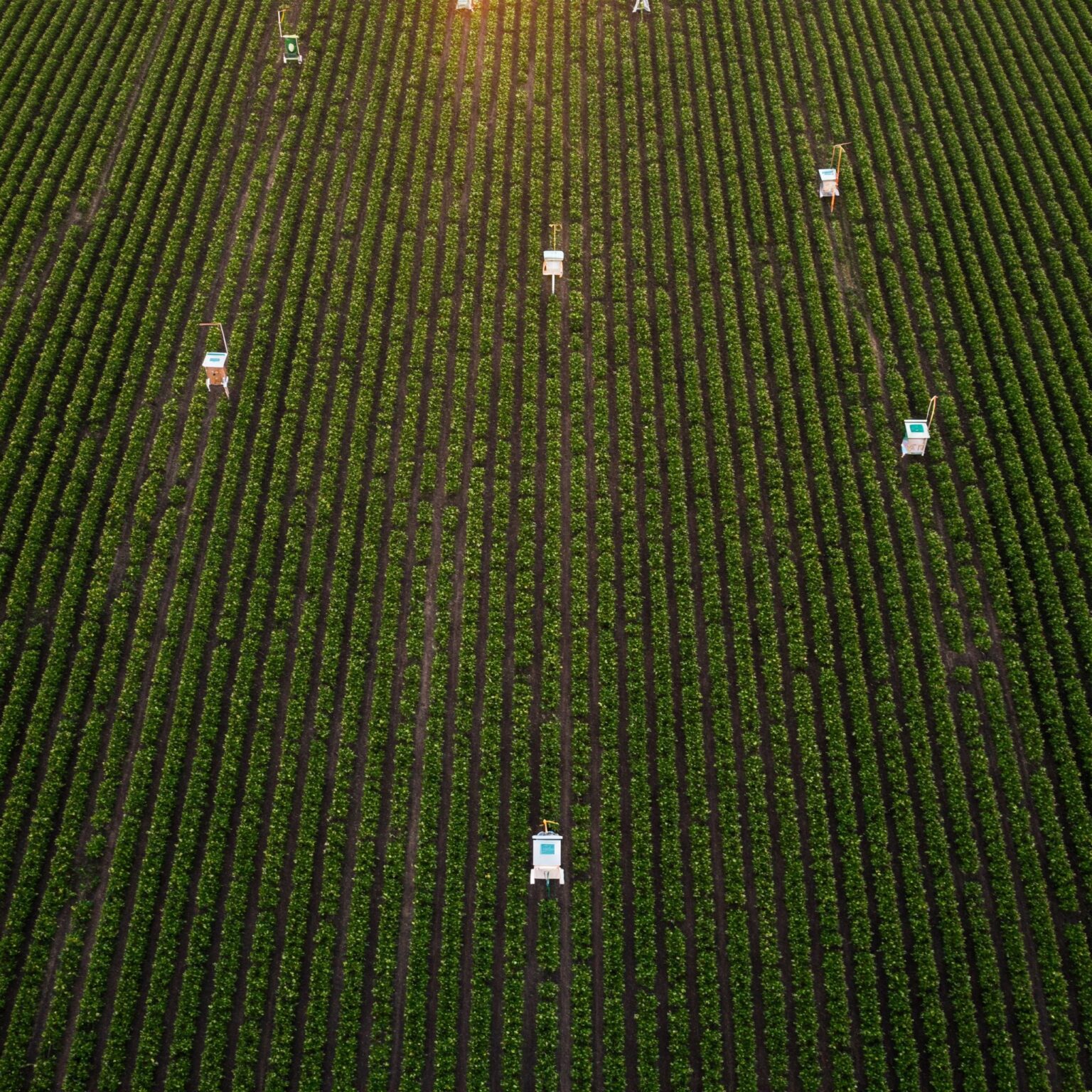 How to Effectively Eliminate the Borer Worm: Control Methods ...