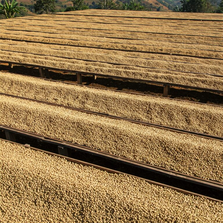 Mastering the Coffee Phases: A Comprehensive Guide to the Phenological ...