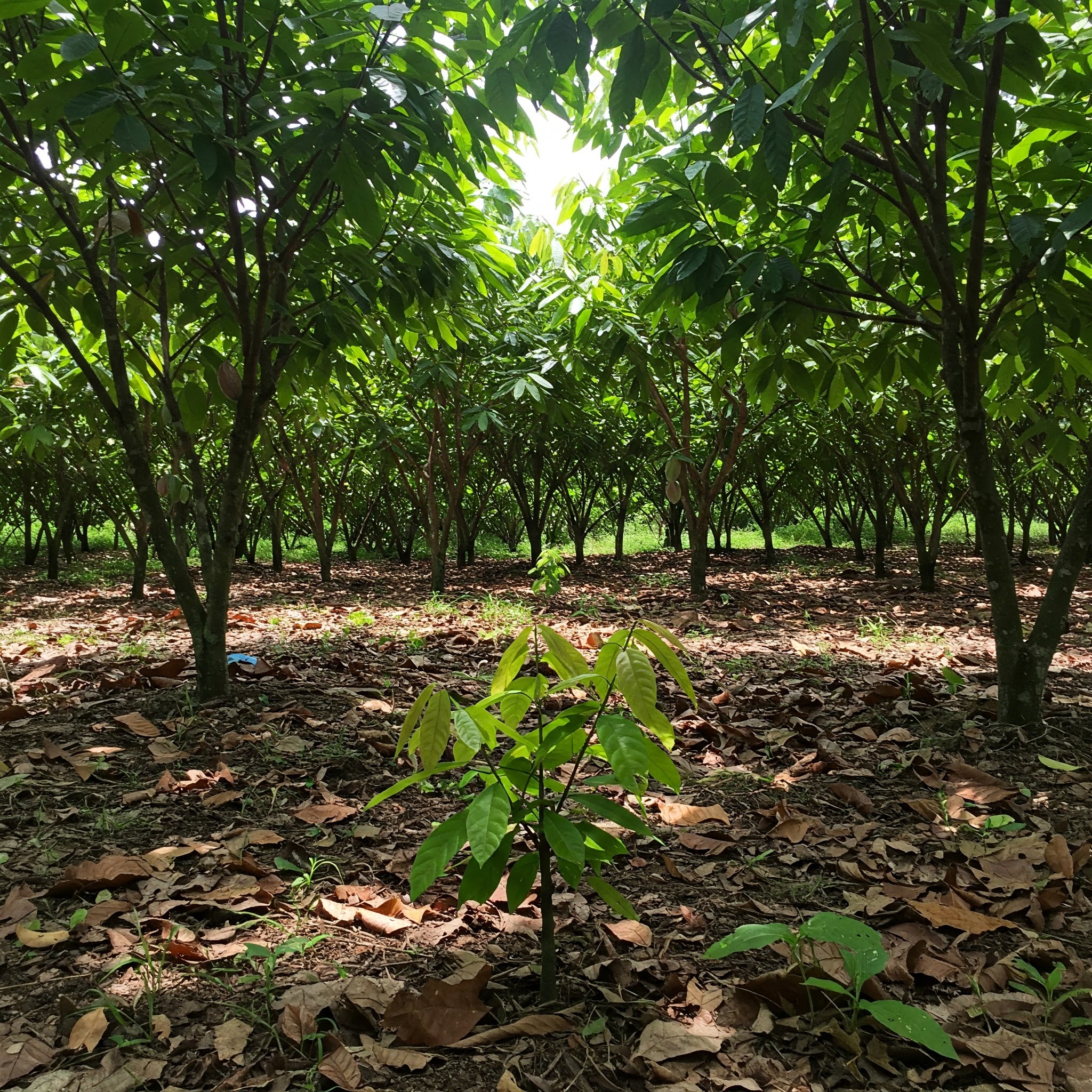 Phenological Stages of Cocoa: Key to Superior Quality Production ...