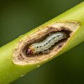 Borer Worm: How to Identify and Stop It Before It Destroys Your Crop ...