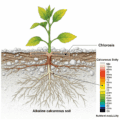Calcareous Soils: The Influence of Calcium Carbonate in Agriculture ...